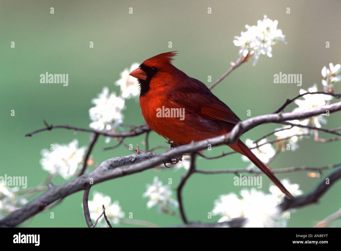 Northern cardinal in blooms hi-res stock photography and images - Alamy