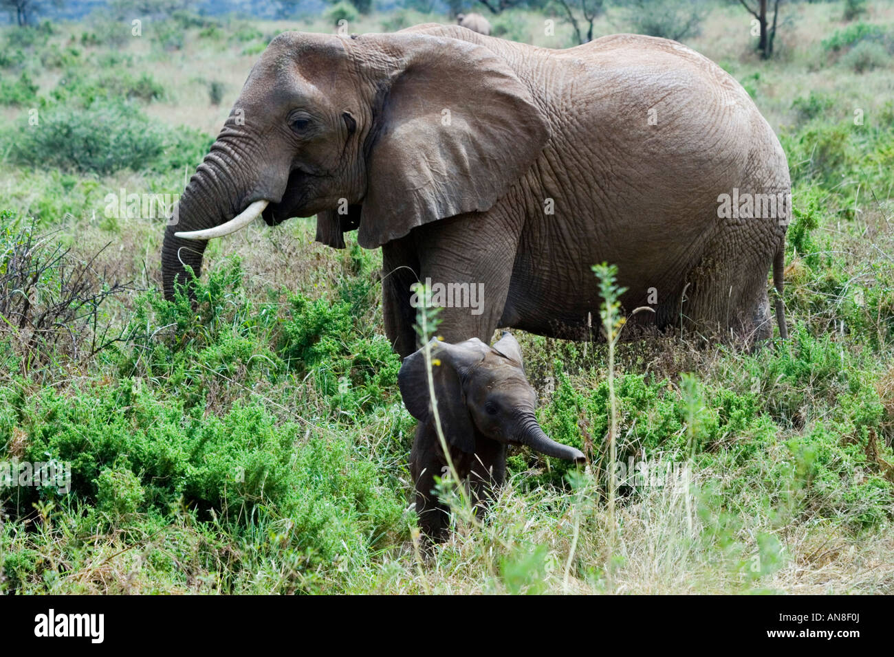 Kenya Samburu National Reserve Kenya African Elephant February 2007 ...