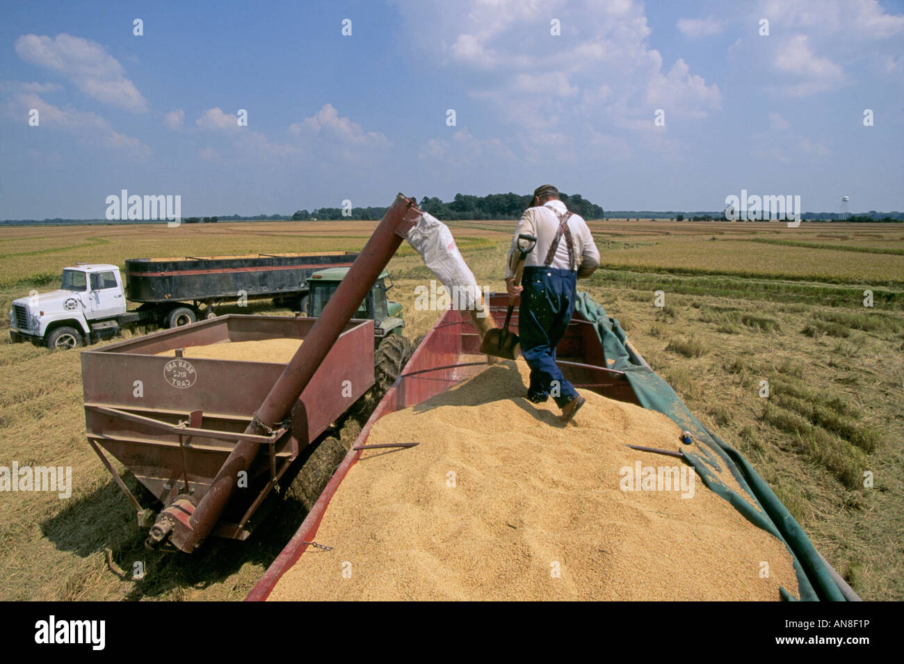 Rice farmers harvest a rice paddy in the Mississippi Delta region of ...