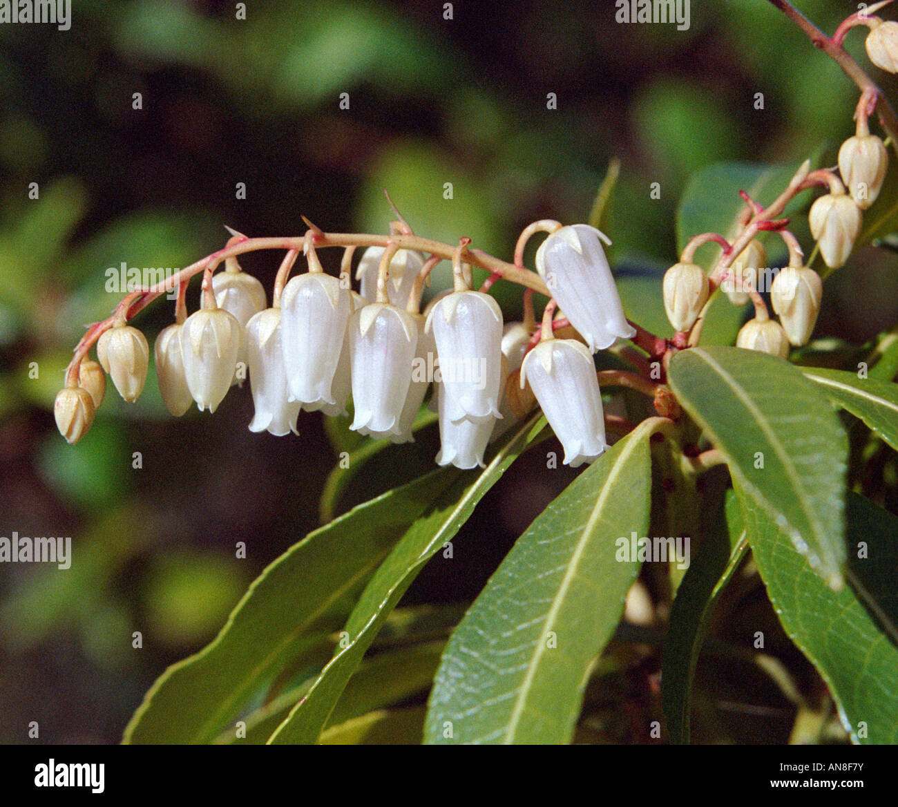 Ericaceae, white blooms of Pieris, 'Forest Flame' Stock Photo - Alamy