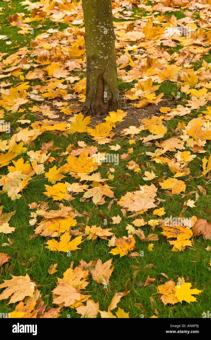 Autumn leaves fallen from ornamental maple tree Stock Photo - Alamy