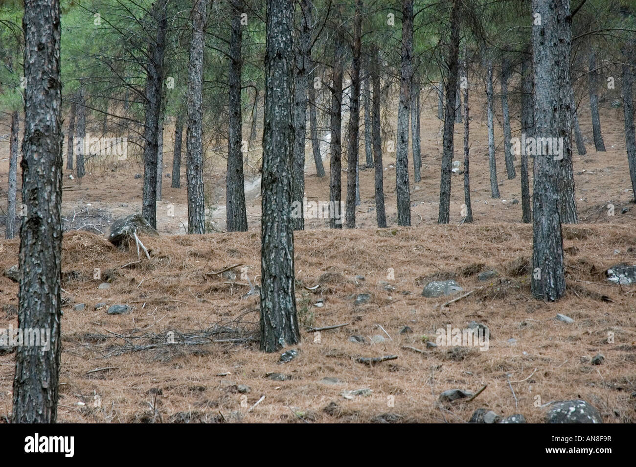 Israel Galilee Biria forest a pine tree forest Stock Photo - Alamy