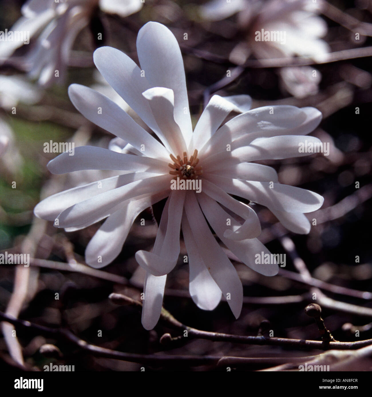Magnoliaceae, Magnolia Stellata, single bloom, within branches Stock ...