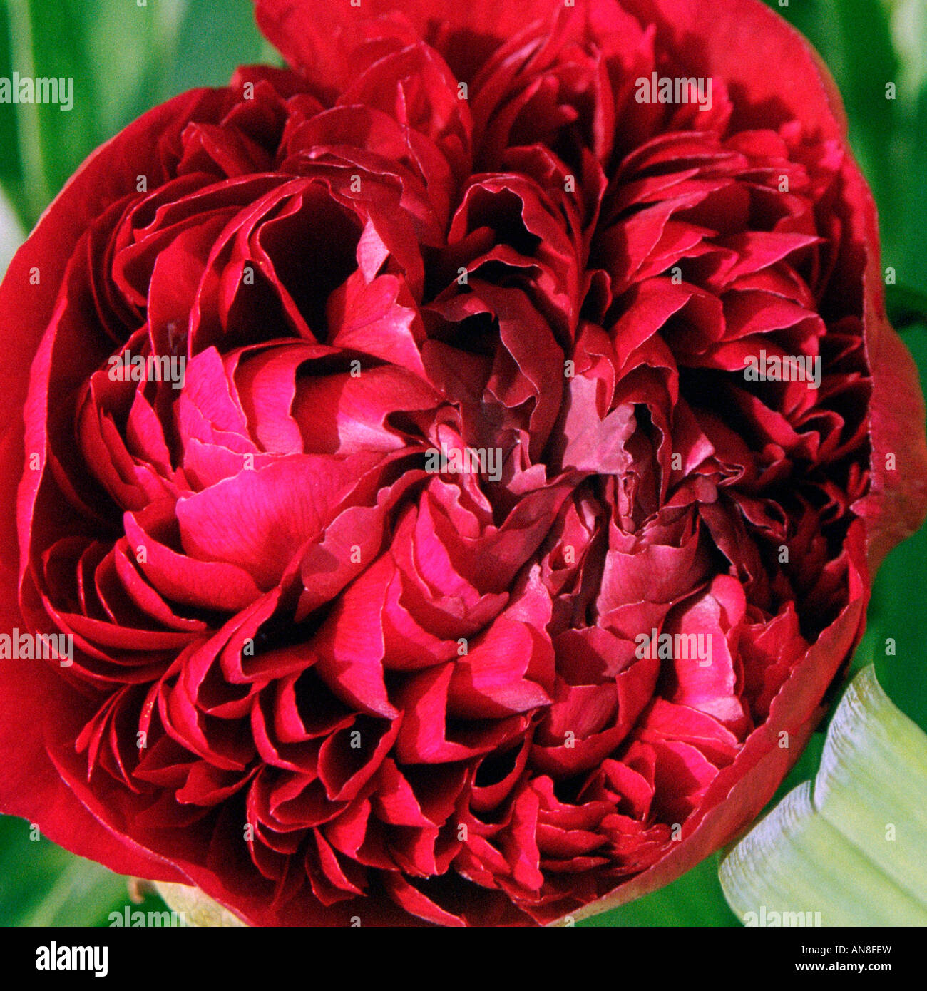 Peaonia officianalis, 'Rubra Plena', Deep Red Peony Stock Photo - Alamy