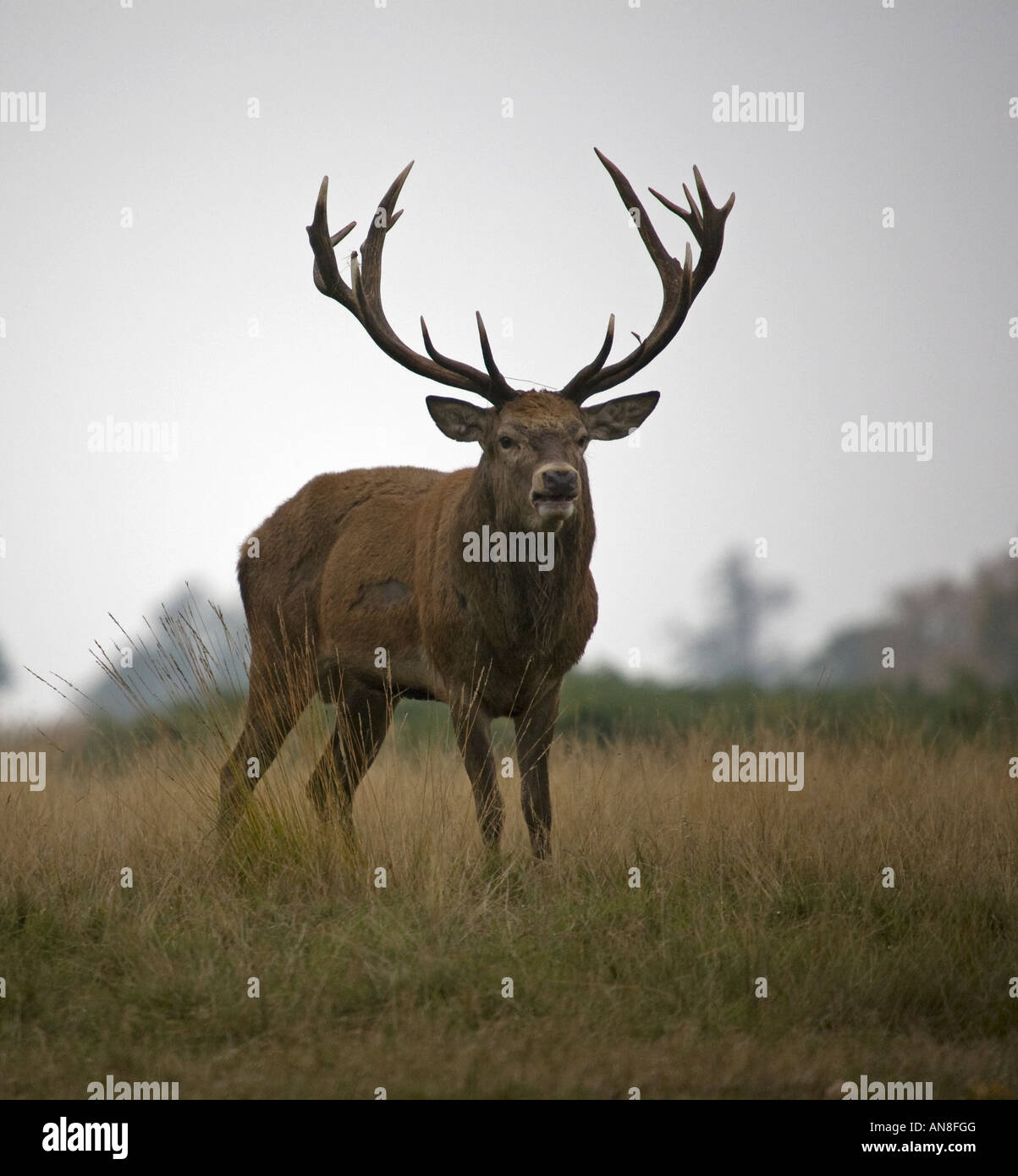 Red Deer Stag during the Autumn rut Stock Photo - Alamy