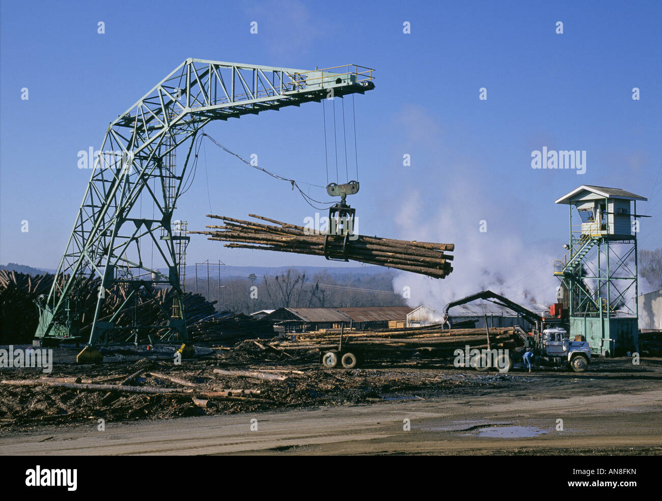 Arkansas pine trees hi-res stock photography and images - Alamy
