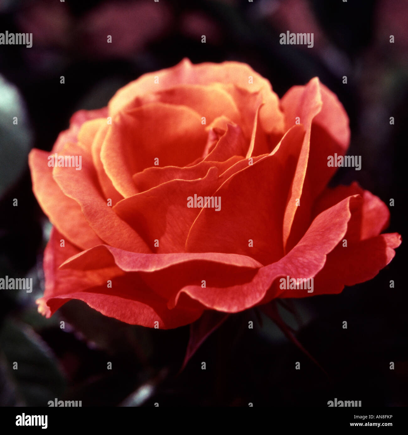 Rosaeae, Orange Floribunda Rose, 'Fellowship' Stock Photo - Alamy