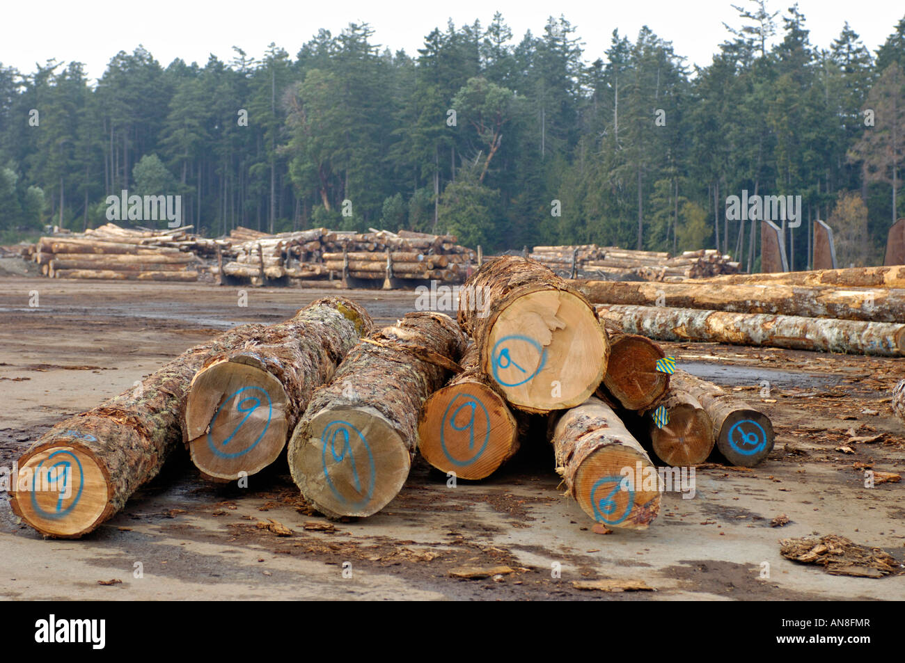 Logging lumber redwood hi-res stock photography and images - Alamy