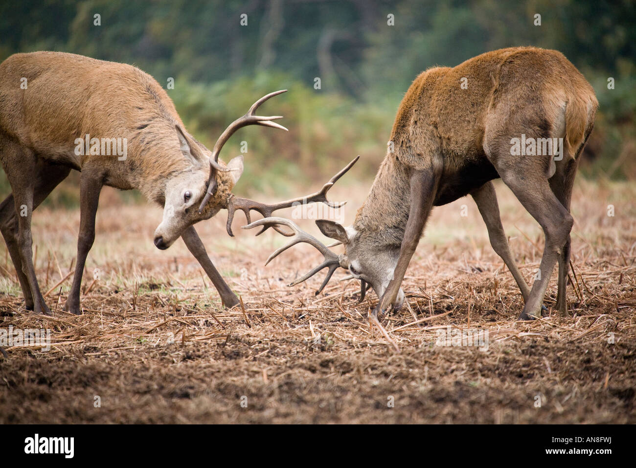 Two young Red Deer stags practice their fighting skills Stock Photo - Alamy