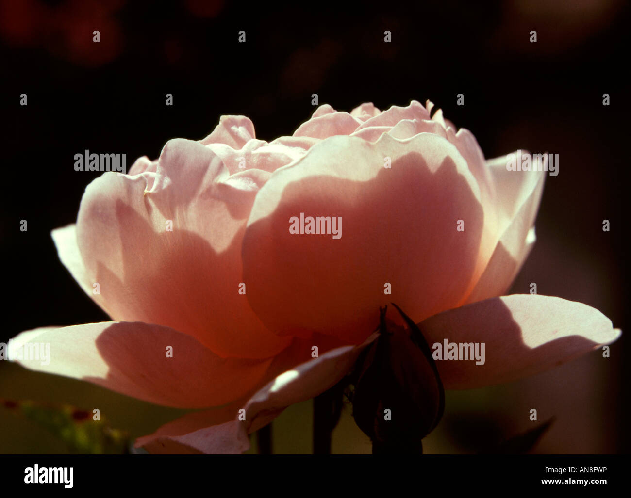 Open bloom of the sheperdess hi-res stock photography and images - Alamy