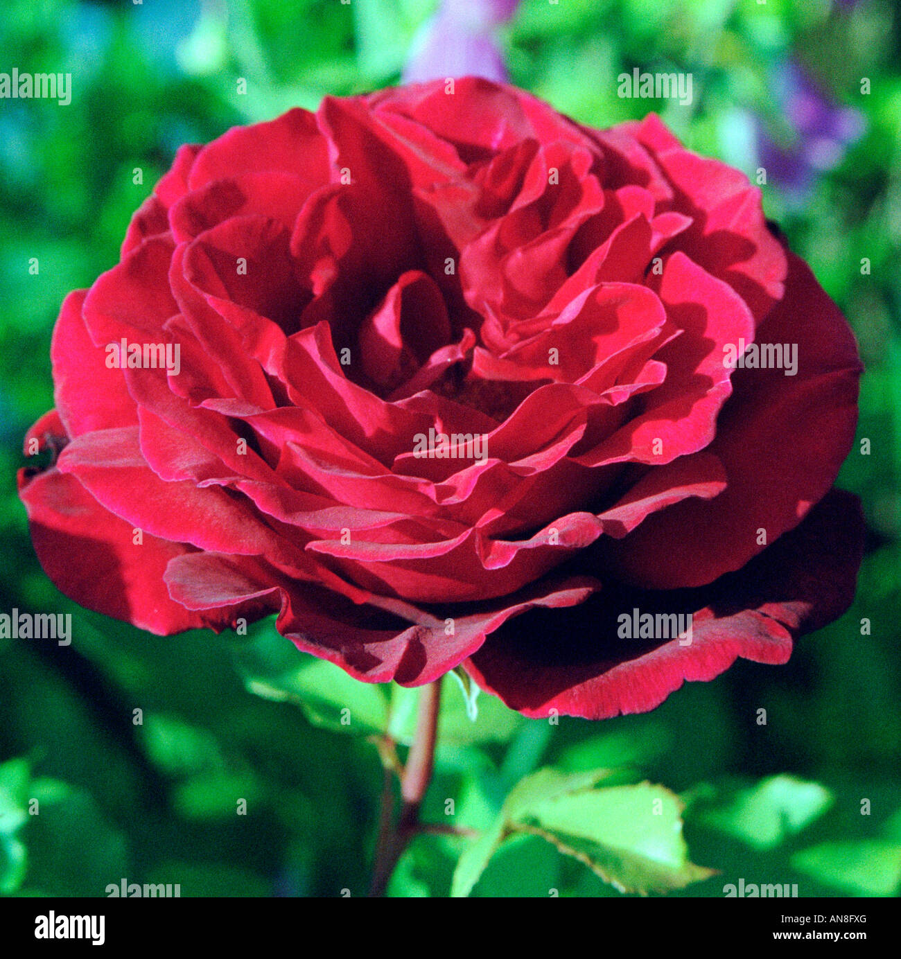 Deep red rose hi-res stock photography and images - Alamy