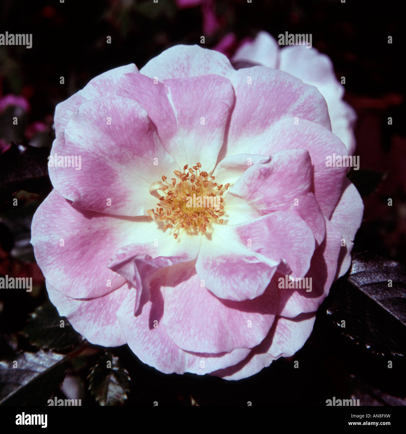 Rose with eye hi-res stock photography and images - Alamy