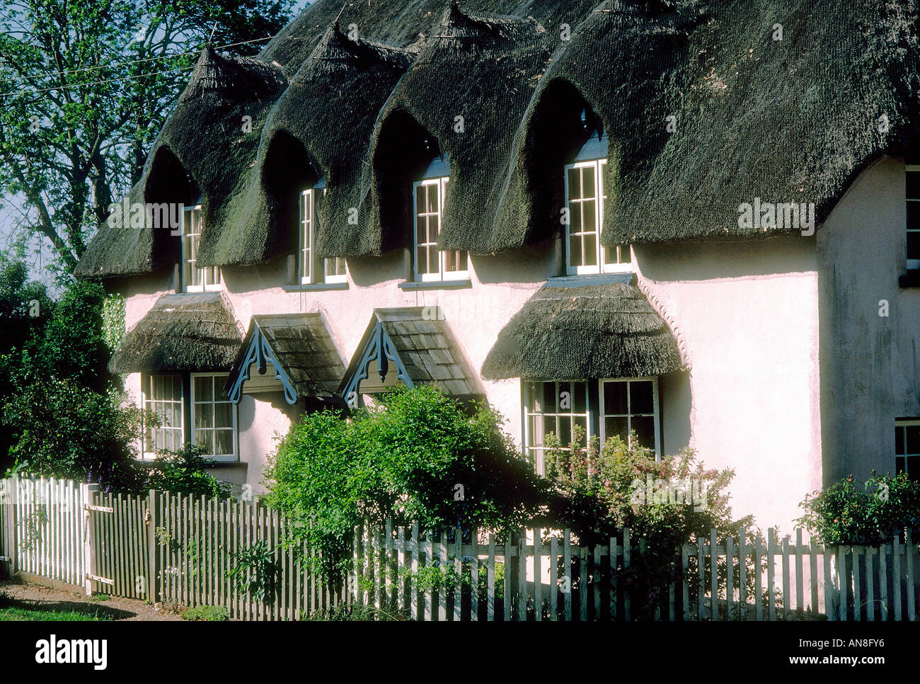 Colour washed thatched cottages in Powderham Stock Photo - Alamy