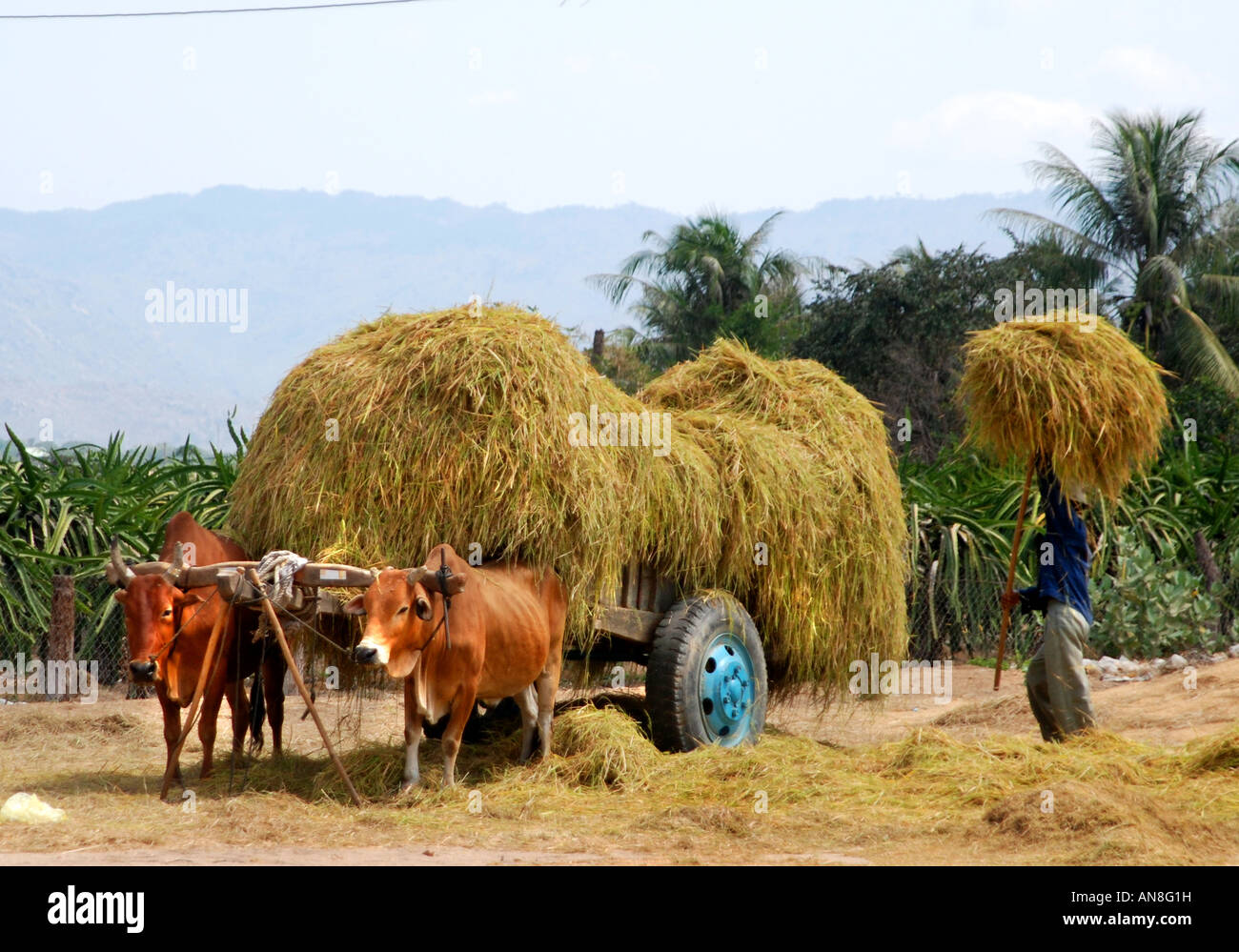 Vietnam Viet Nam farmer farm harvest transport Stock Photo - Alamy