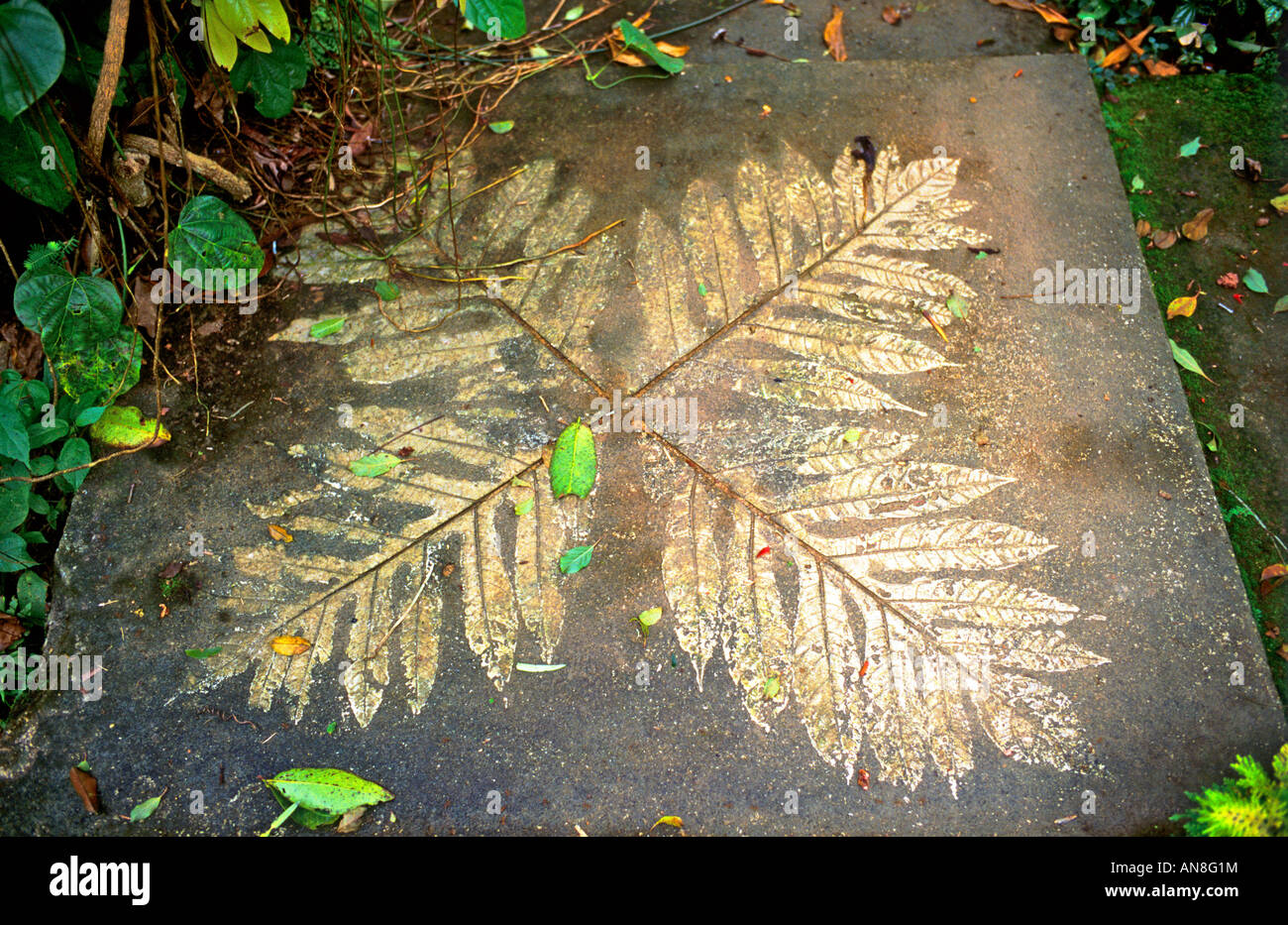 Unique fern leaf design in paving stone in the garden at Brief near ...