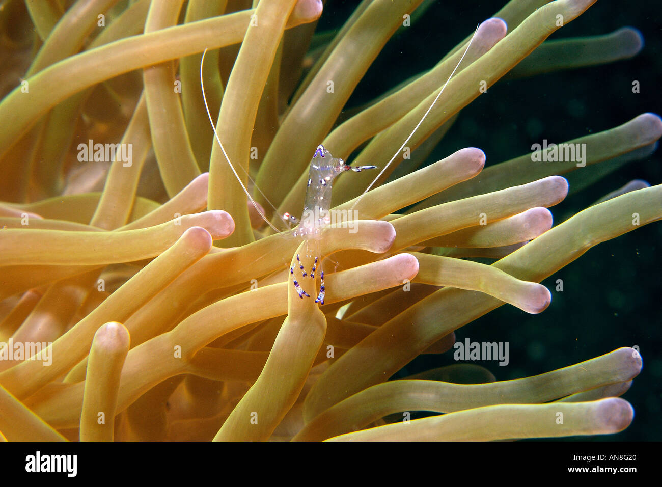 Anemone shrimp Ancylomenes tosaensis on magnificent sea anemone ...