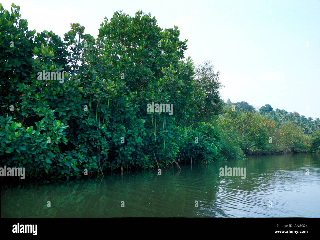 Mangrove on Mandovi river bank Goa India Stock Photo - Alamy