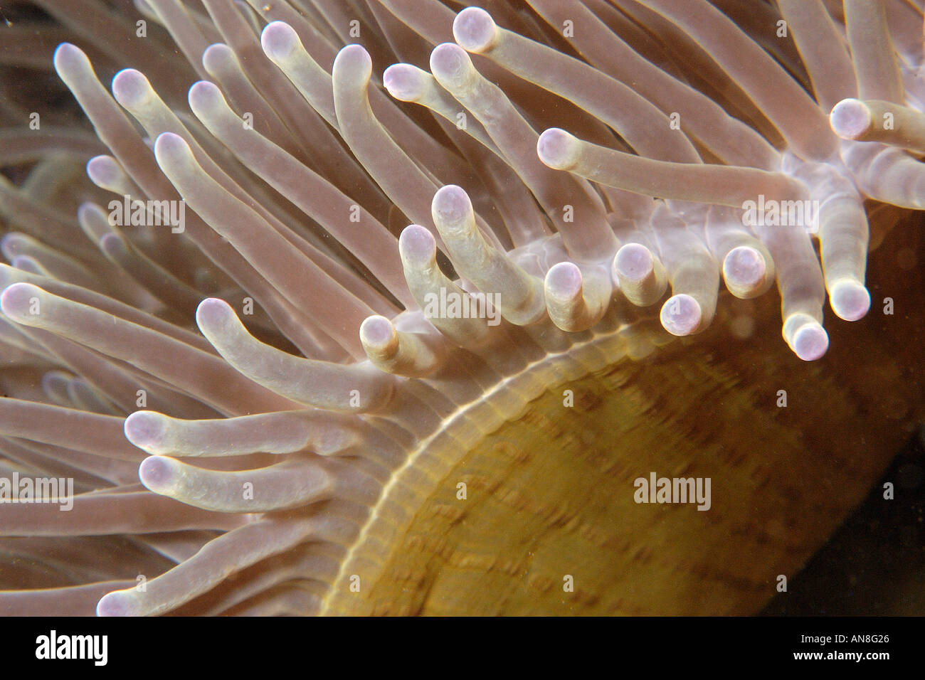 Magnificent sea anemone Heteractis magnifica Dumaguete Negros ...