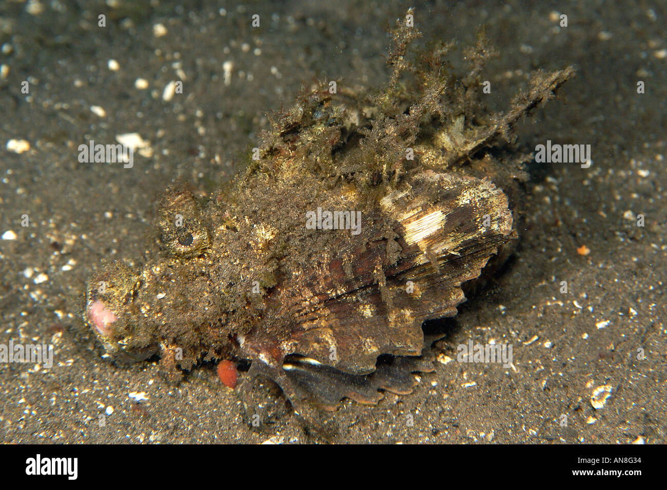 Poisonous stone fish hi-res stock photography and images - Alamy