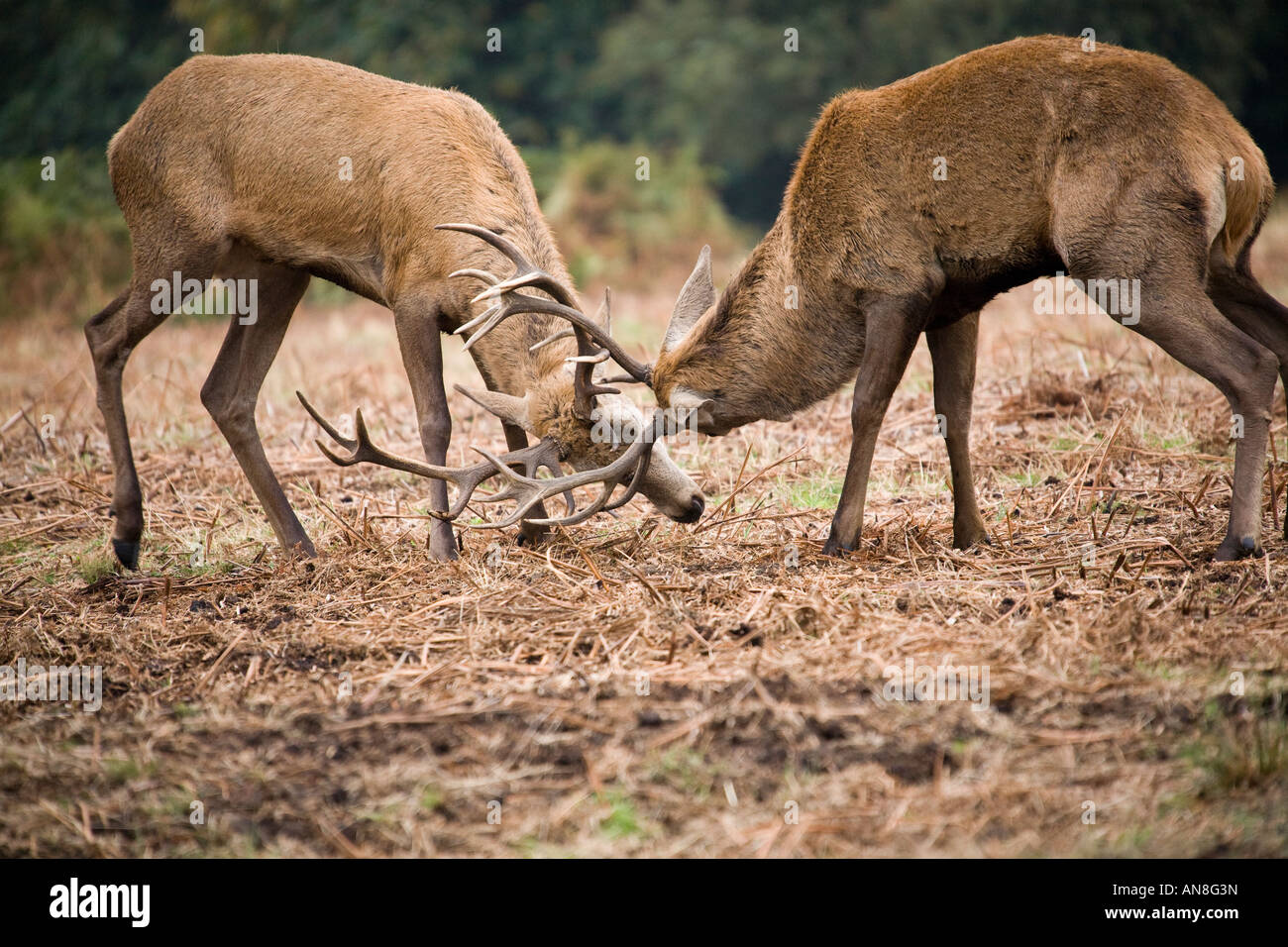 Two young Red Deer stags practice their fighting skills Stock Photo - Alamy