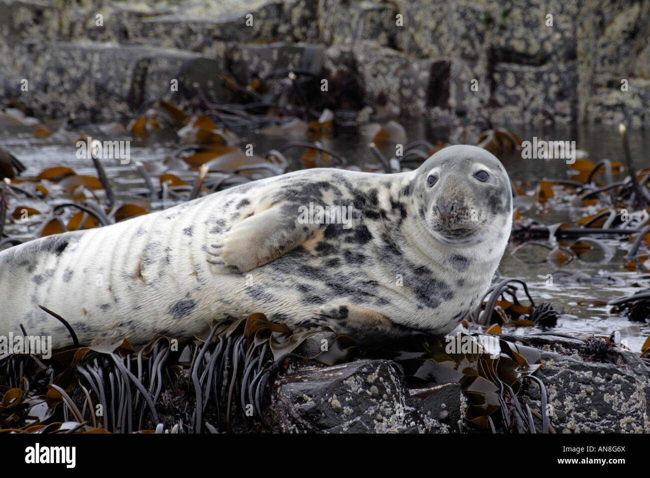 Atlantic Grey Seal Stock Photo - Alamy