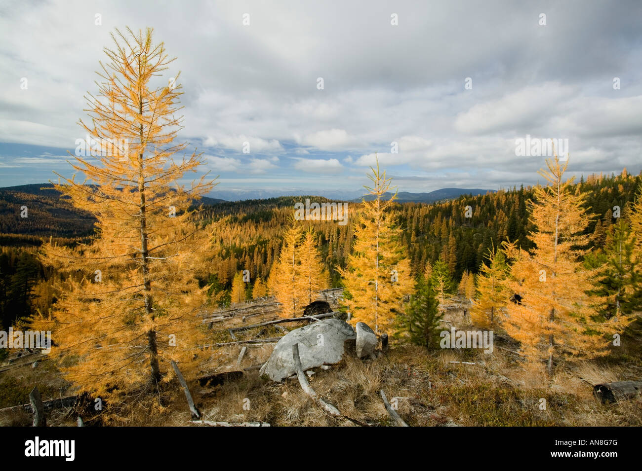 Tamarack or larch in fall color North Cascades National Park Washington ...