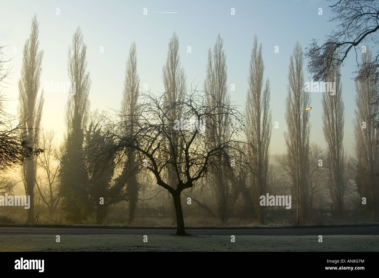 Line of poplar trees in winter hi-res stock photography and images - Alamy