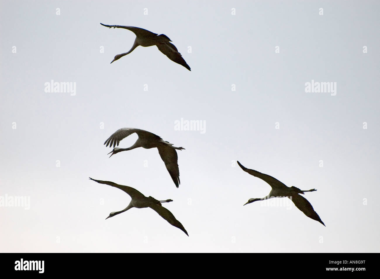 Israel Hula Valley Silhouette of Grey Cranes Grus grus in flight at the ...
