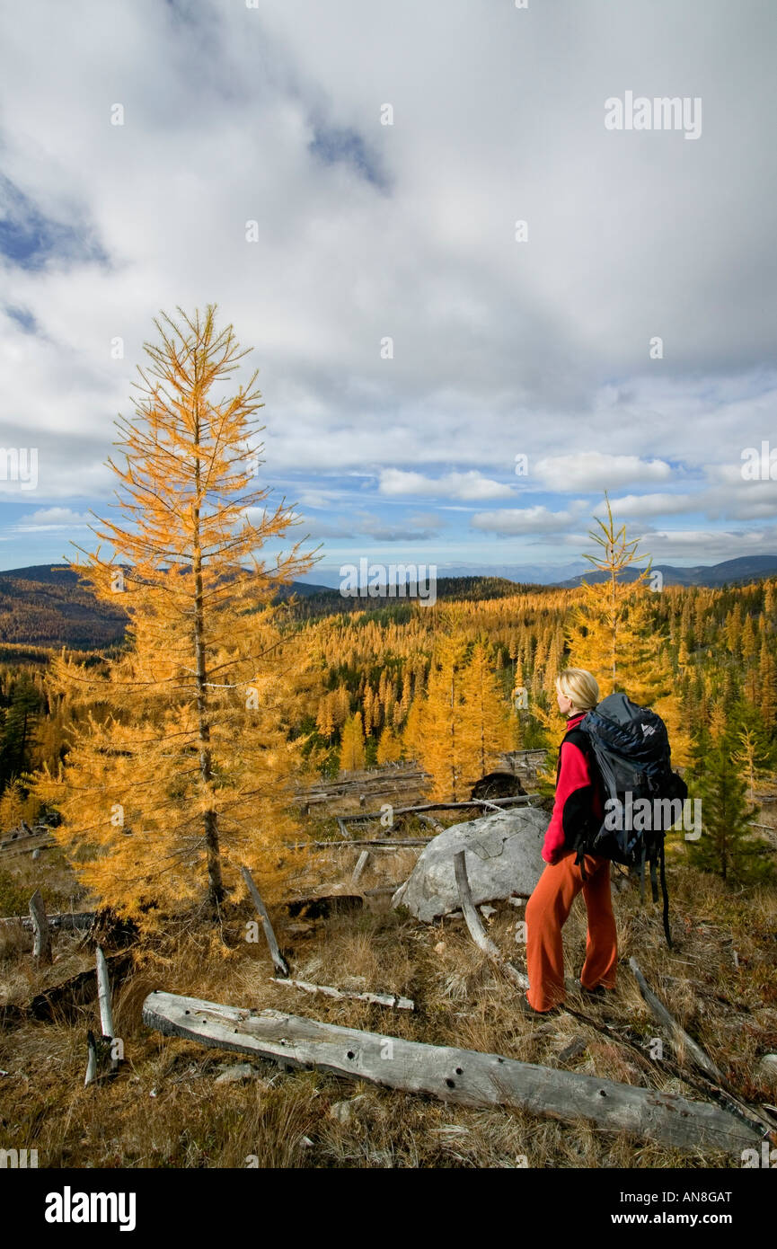 Tamarack or larch in fall color North Cascades National Park Washington ...