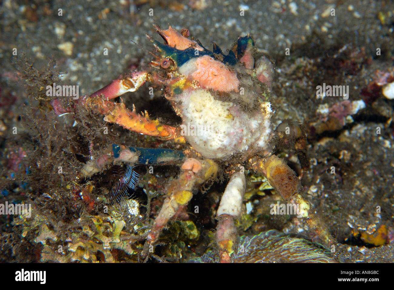 Ornamental crab Schizophrys aspera Dumaguete Negros Philippines Stock ...