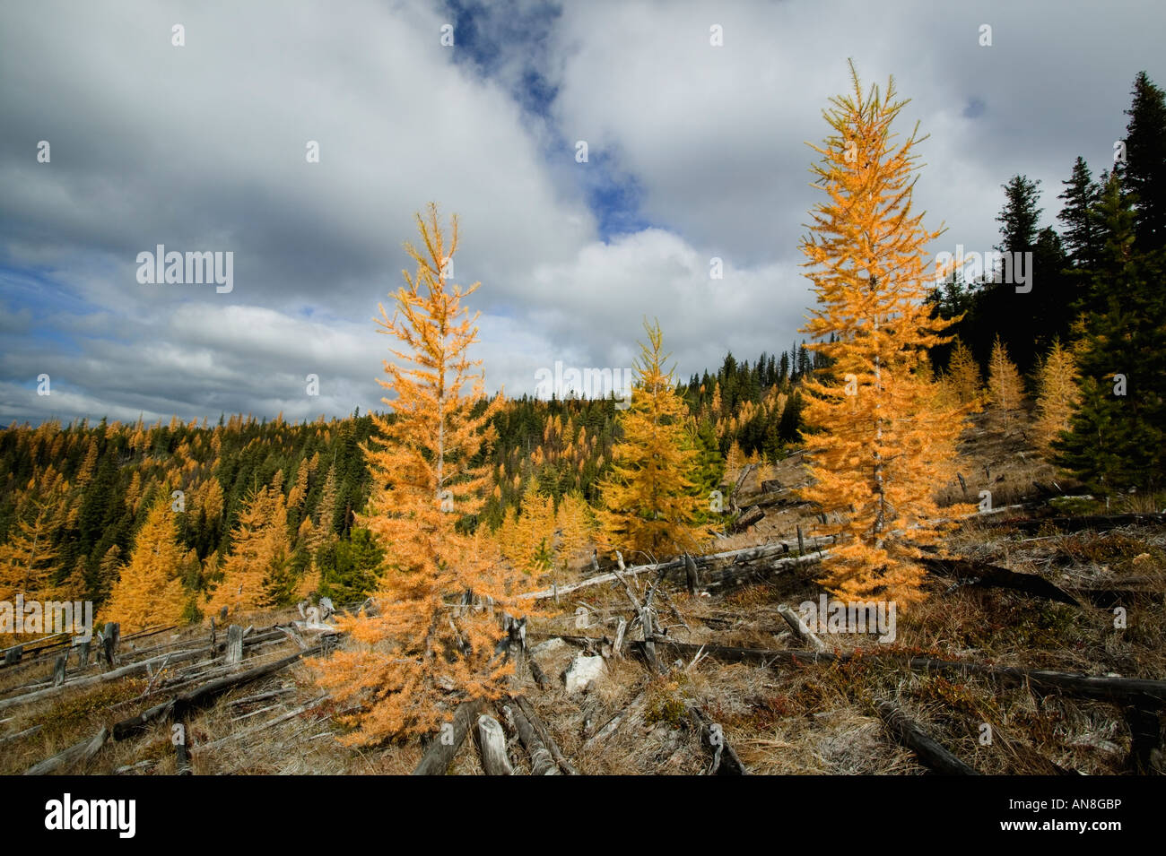 Tamarack or larch in fall color North Cascades National Park Washington ...