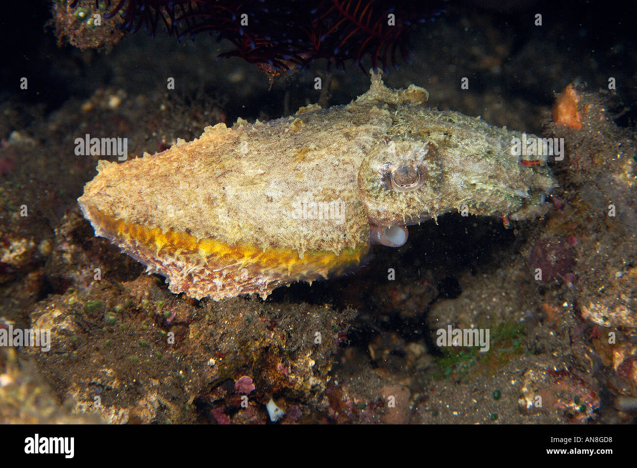 Stumpy spined cuttlefish Sepia bandensis night Dumaguete Negros ...