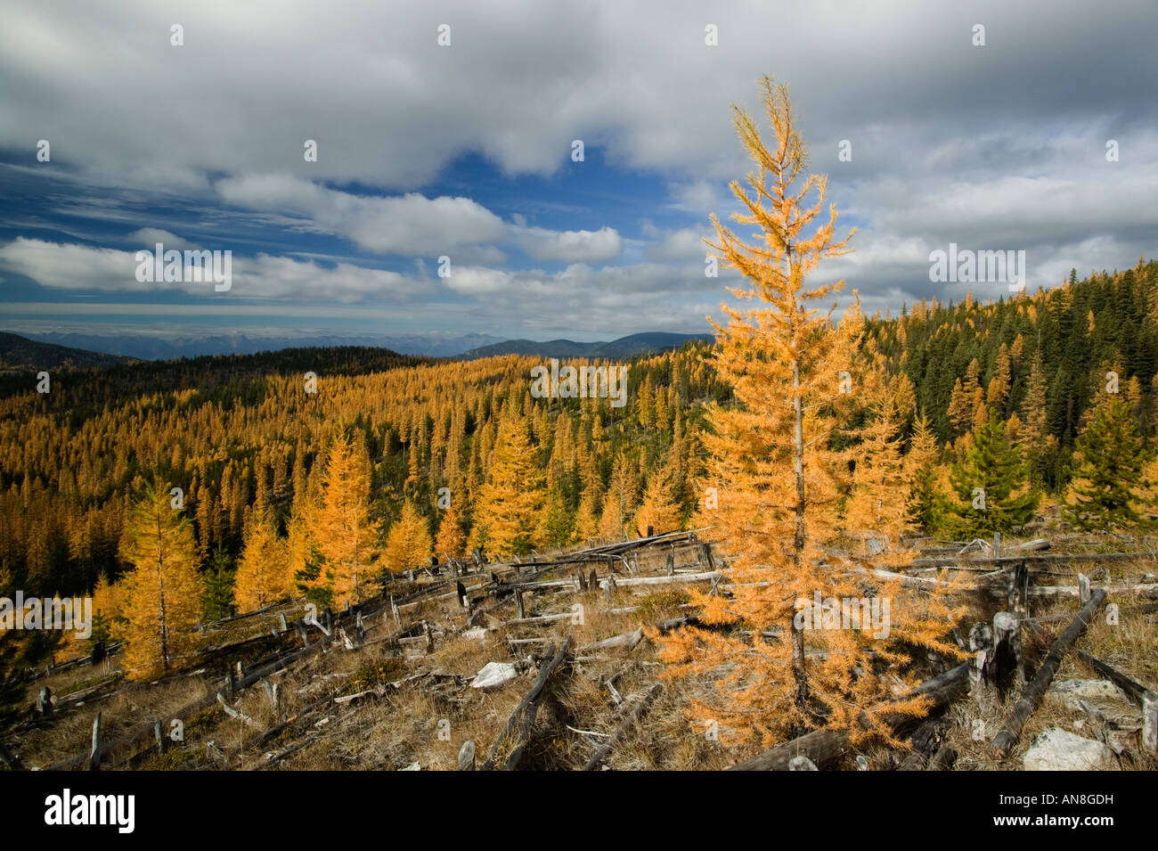 Tamarack or larch in fall color North Cascades National Park Washington ...