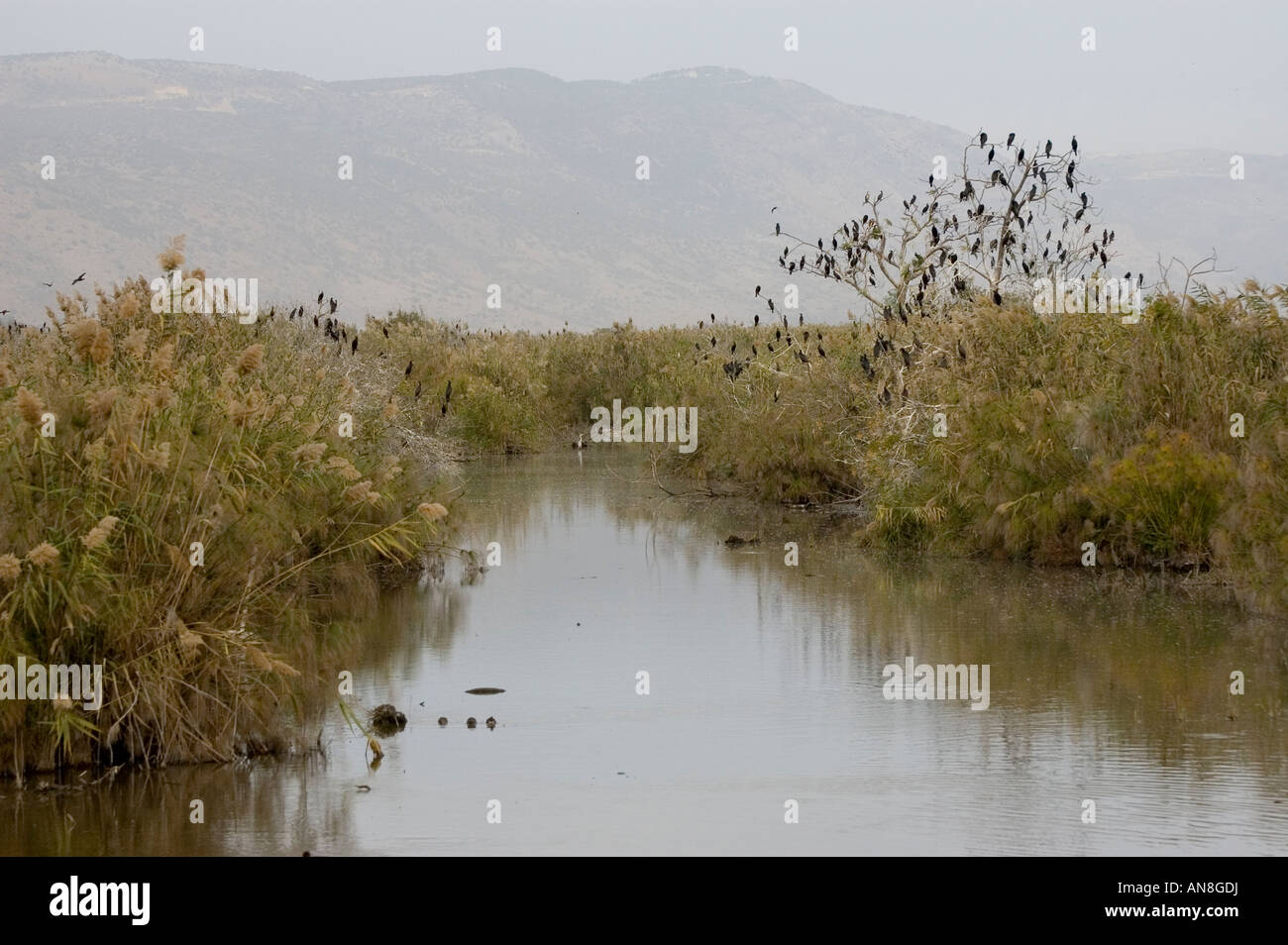 Israel Hula Valley Agmon lake winter November 2007 Stock Photo - Alamy