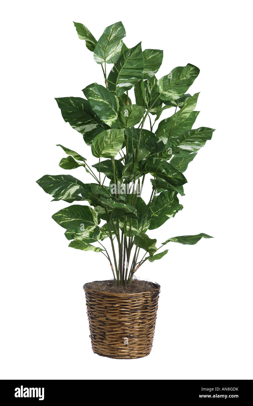 Artificial plant cut out on white background Stock Photo - Alamy