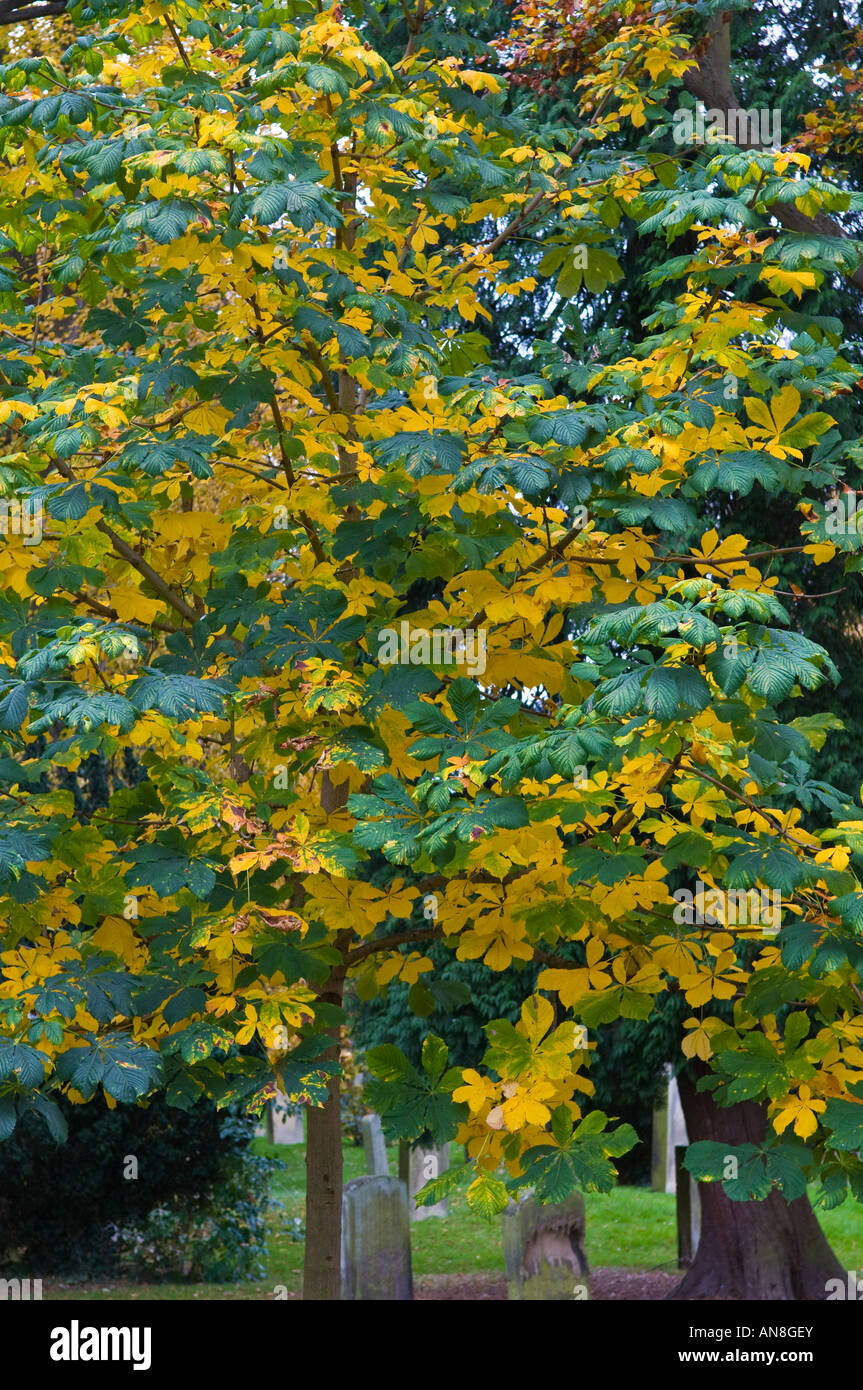 Varigated maple leaves hi-res stock photography and images - Alamy