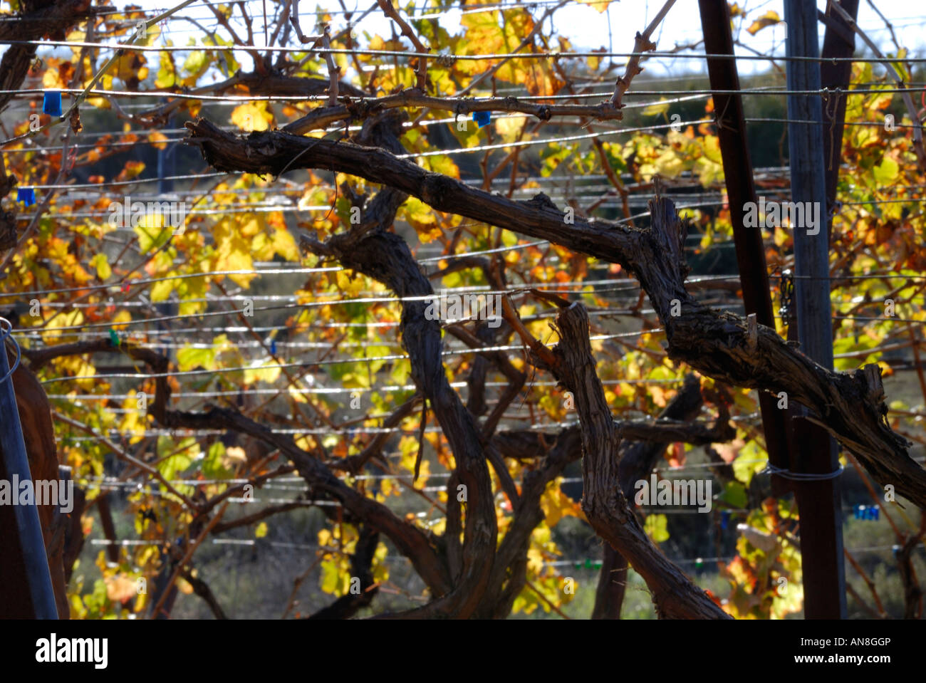 Israel Negev Grape vines Stock Photo - Alamy
