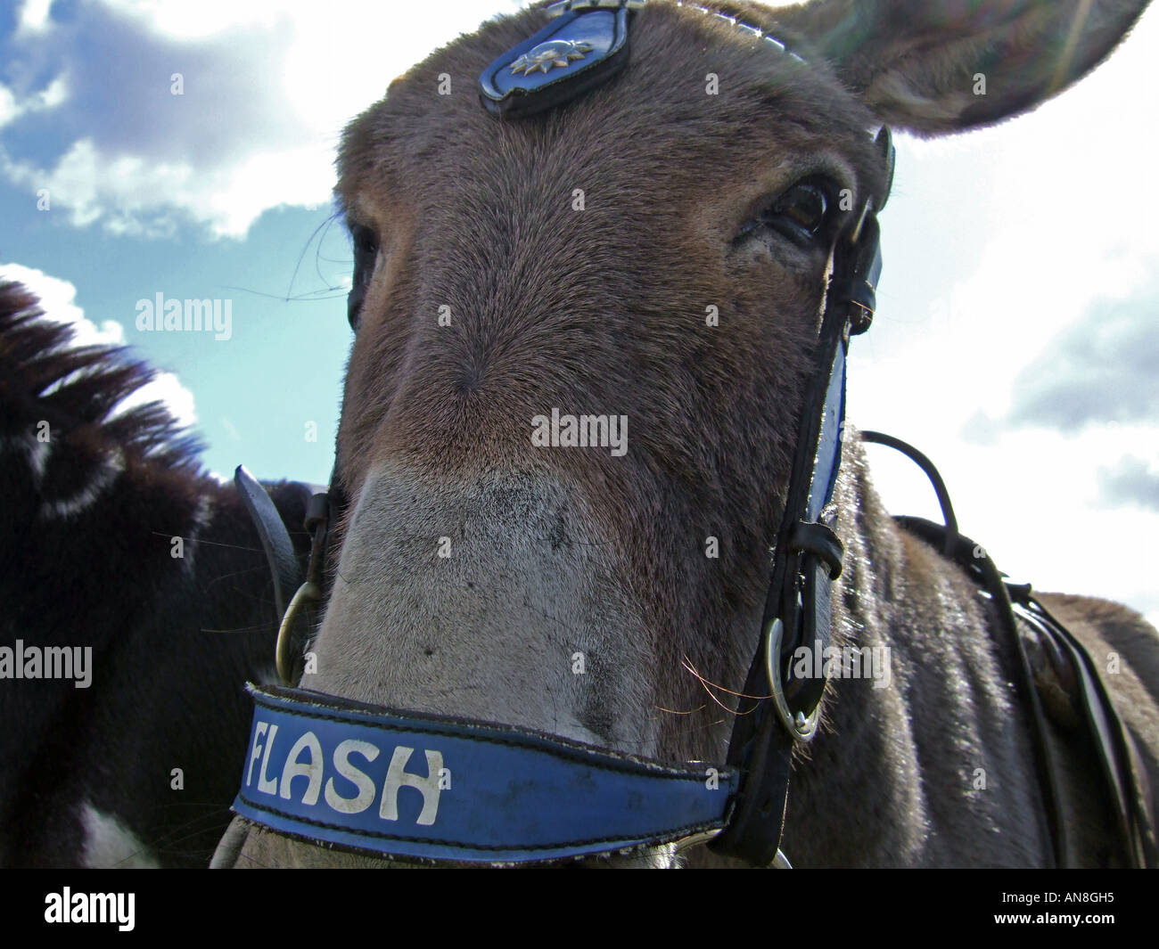 Donkey fair hi-res stock photography and images - Alamy