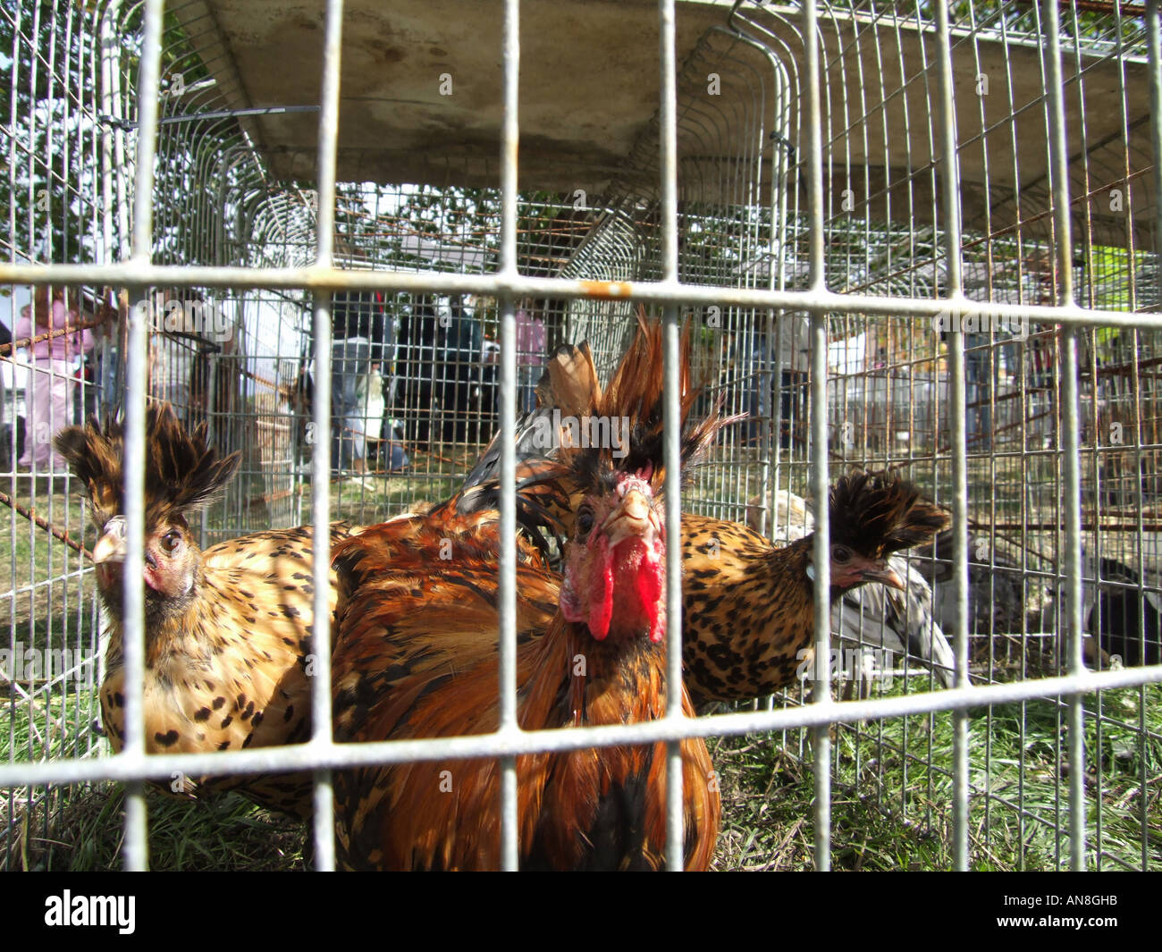 Chickens Cockerels in cages at a country fair Stock Photo - Alamy