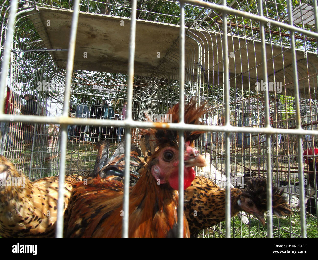 Chickens Cockerels in cages at a country fair Stock Photo - Alamy