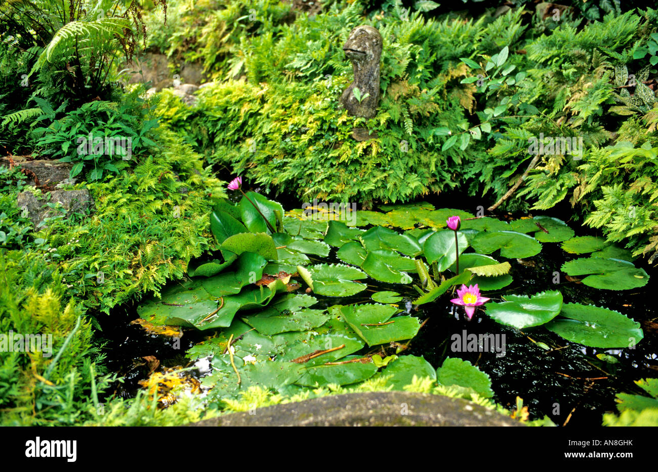 Small pool with pink lilies in flower in the garden created by Bevis ...