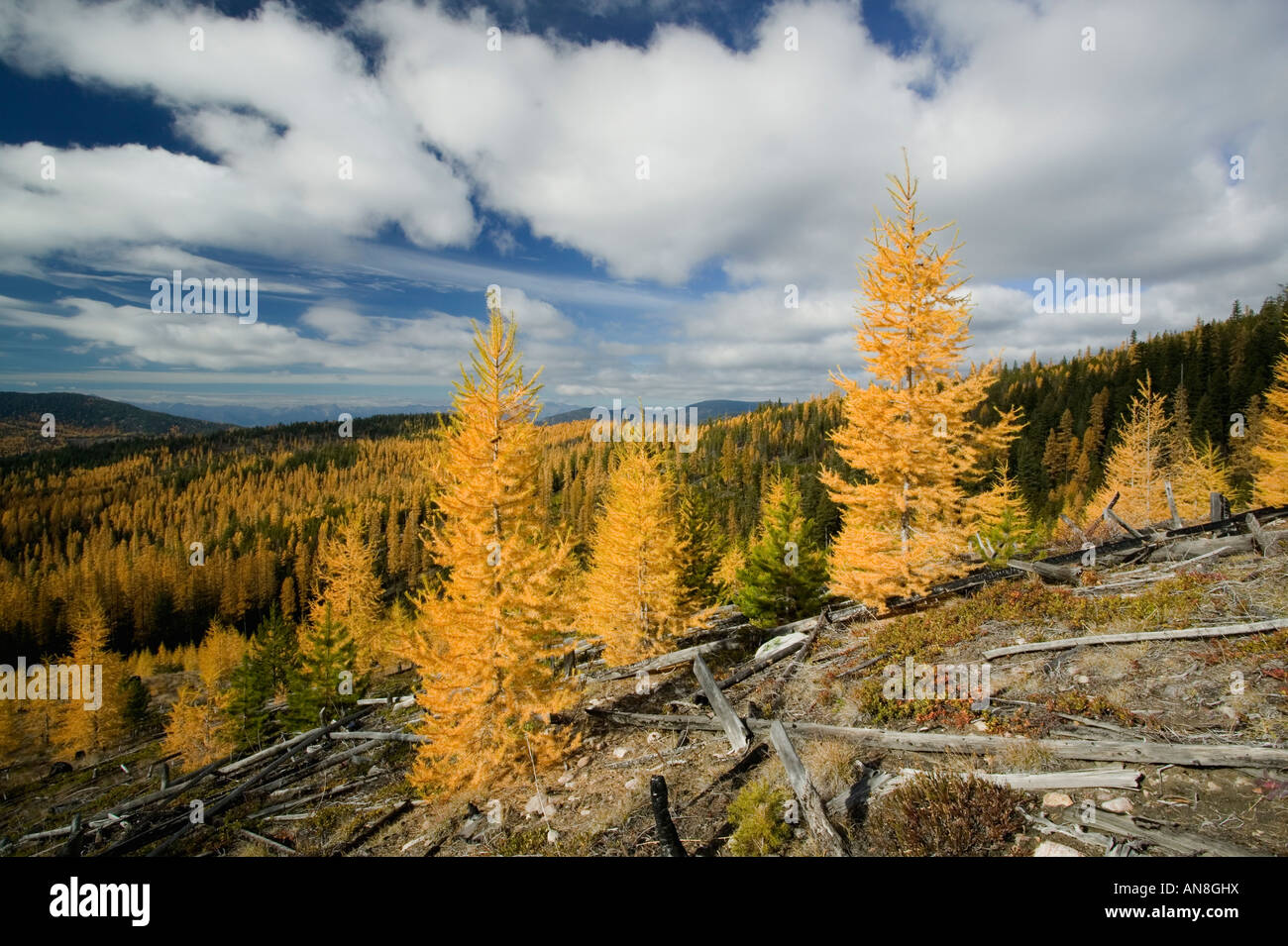 Tamarack or larch in fall color North Cascades National Park Washington ...