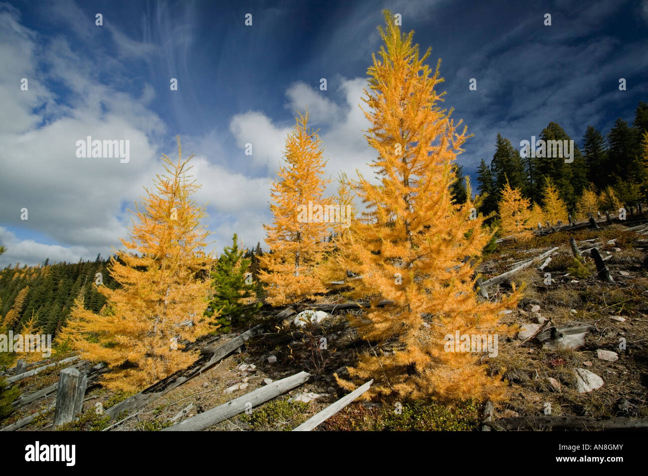 Tamarack or larch in fall color North Cascades National Park Washington ...