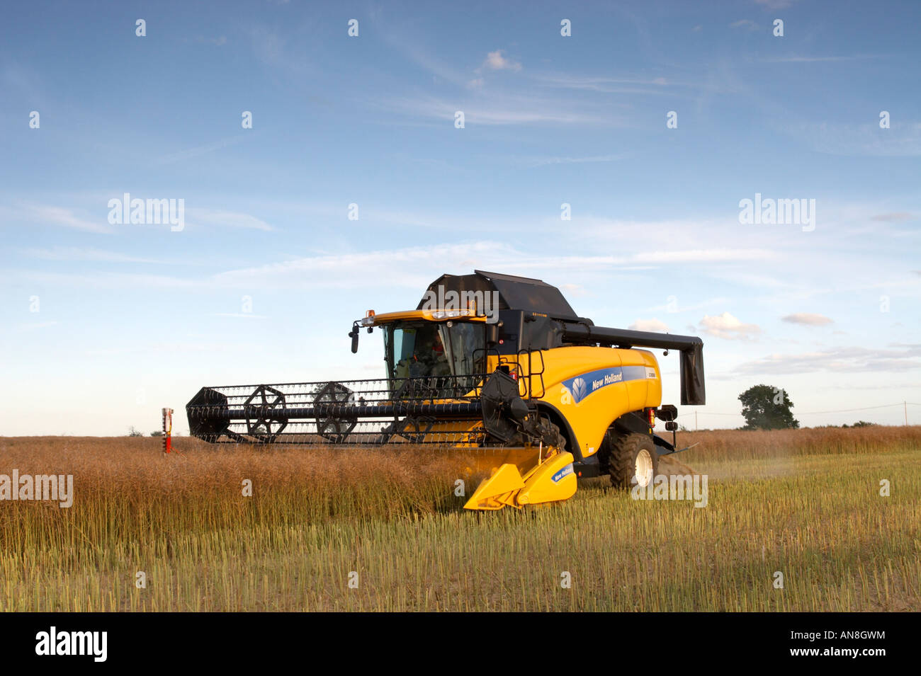 New Holland combine harvester in oilseed rape field Stock Photo - Alamy
