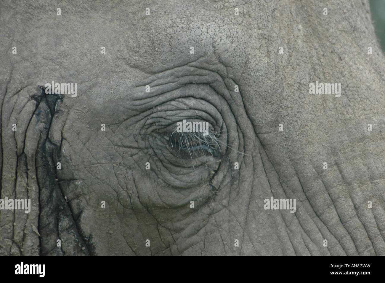 Kenya Masai Mara Close up of an eye of an African elephant Stock Photo ...