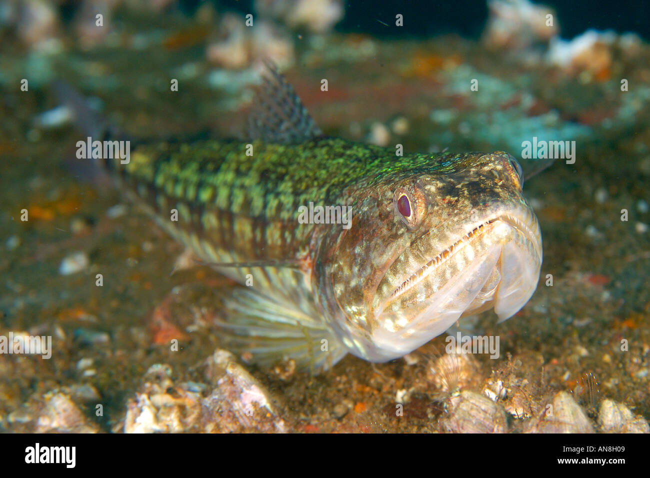Reef lizardfish Synodus variegatus Sahara Dumaguete Negros Philippines ...