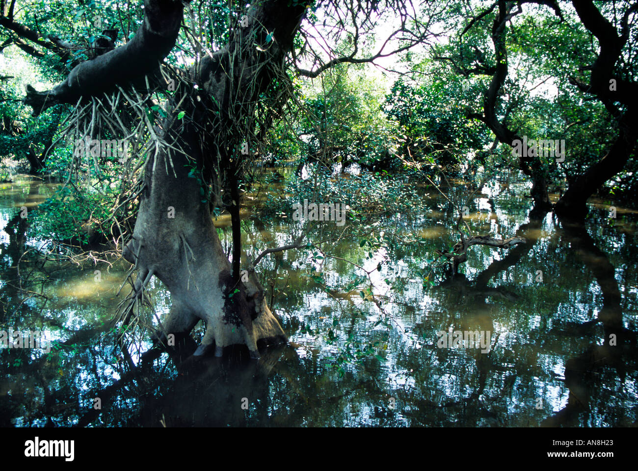 Mangrove on Mandovi riverside Goa India Stock Photo - Alamy