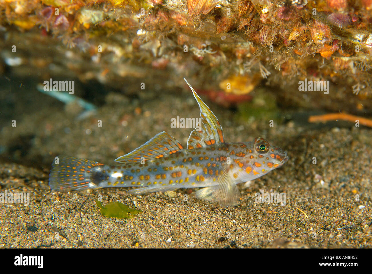 Blotched goby Coryphopterus inframaculatus female Sahara Dumaguete ...