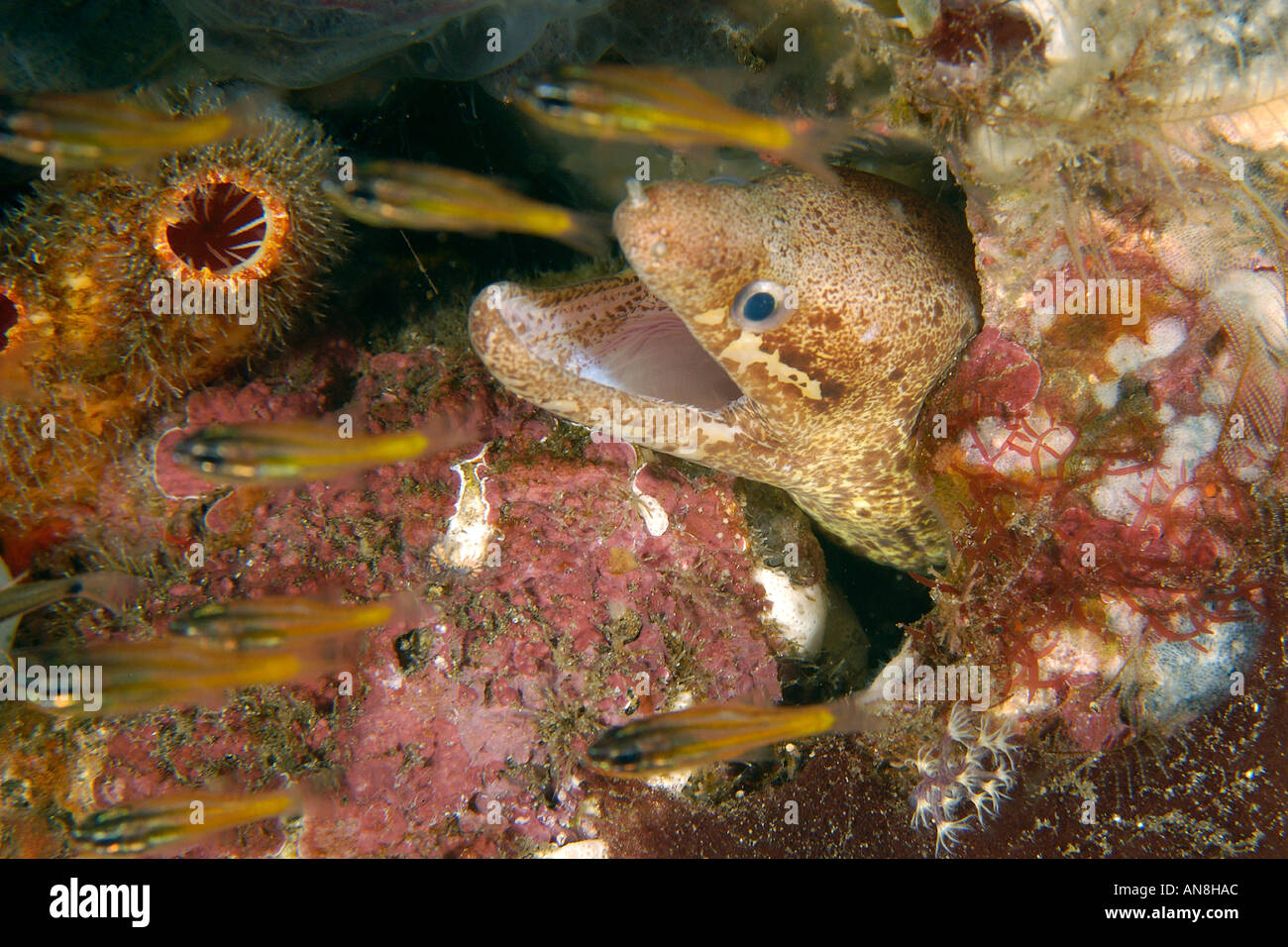 Barred fin moray Gymnothorax zonipectis opening mouth Dumaguete Negros ...