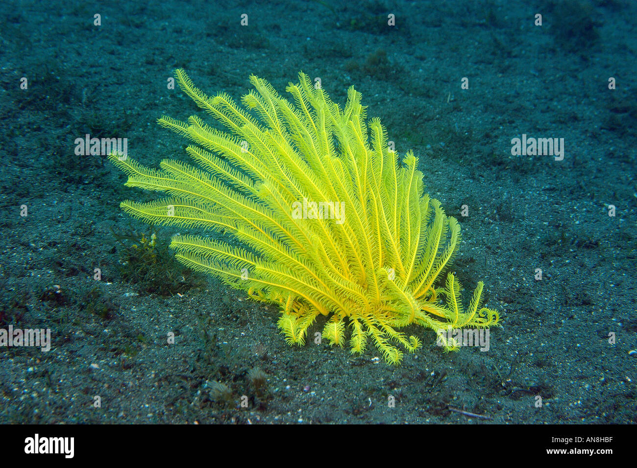 Underwater crinoid feather star hi-res stock photography and images - Alamy